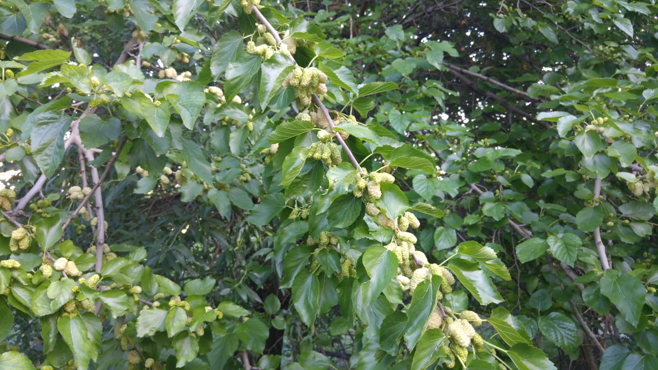 Gerger'de Neden Kıymetsiz? - Gerger Postası