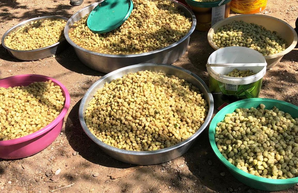 Gerger'de Neden Kıymetsiz? - Gerger Postası